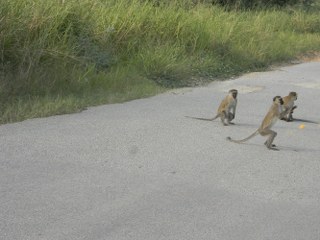 Karuma Falls, Uganda wildlife safaris, tour in Uganda, wildlife tour Uganda